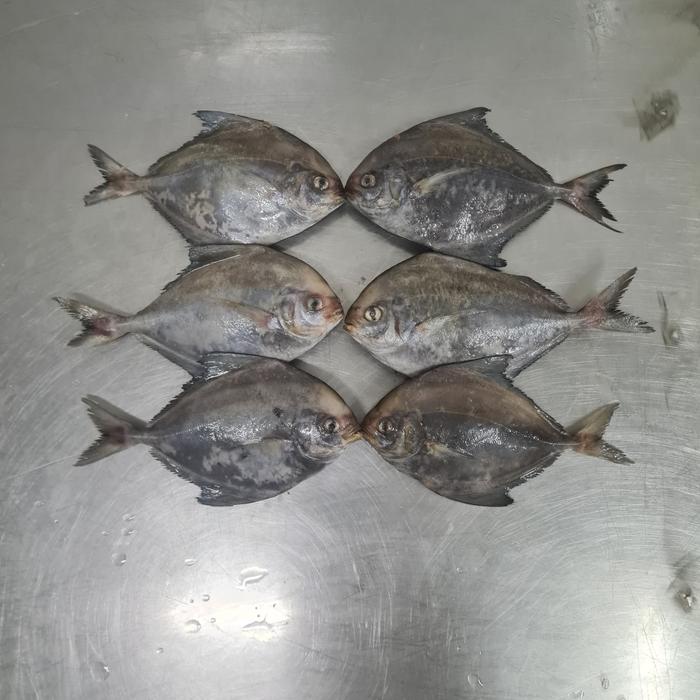 Jual Ikan Bawal Hitam 1kg Bawal Laut - Jakarta Utara - MDS Seafood ...