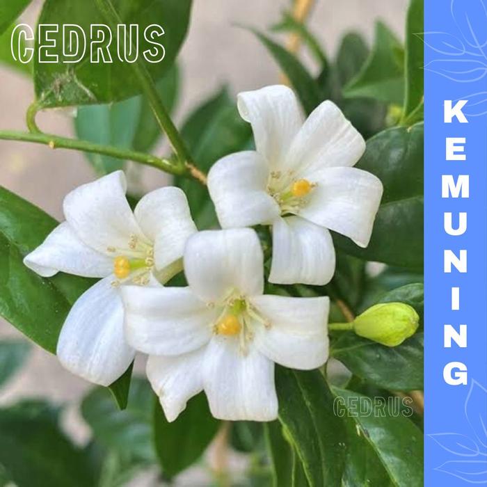 Promo Benih KEMUNING - Biji Bibit Bunga - Kota Bandung - Cedrus | Tokopedia