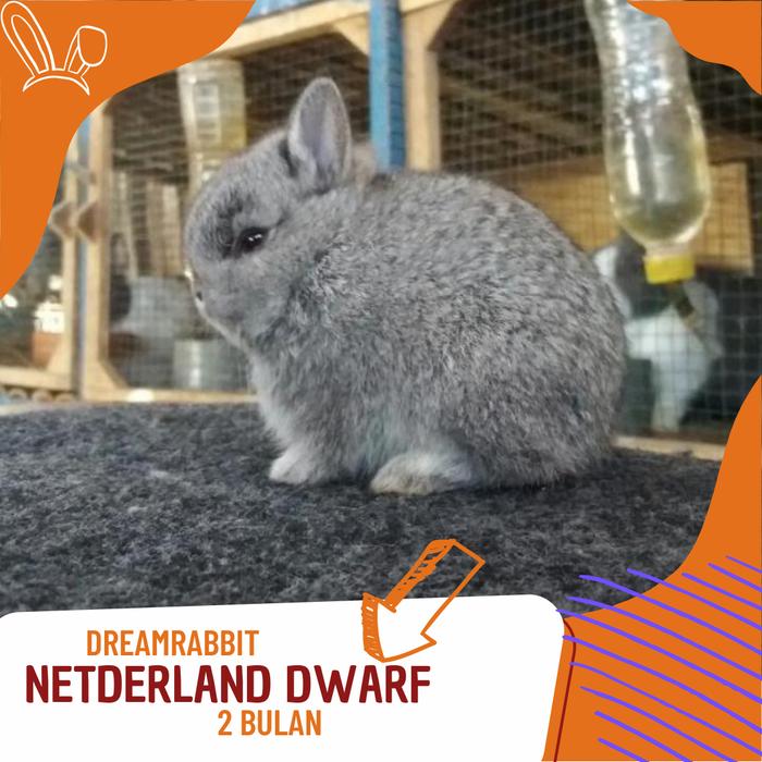 Jual kelinci netherland dwarf chincila - Jakarta Timur - Go PetShop ...