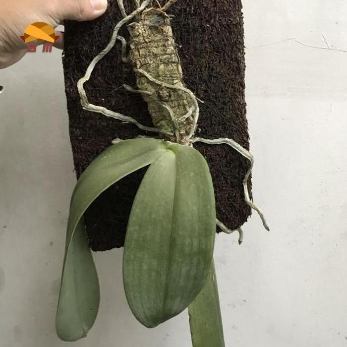 Jual Jual Anggrek Phalaenopsis Gigantea Remaja - Kota Bandung - Nukiyah ... Jual Jual Anggrek Phalaenopsis Gigantea Remaja - Kota Bandung - Nukiyah ...