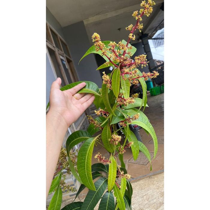 Jual Tanaman Mangga Kondisi Berbunga Rimbun 1-1,5 meter Jenis Unggul ...