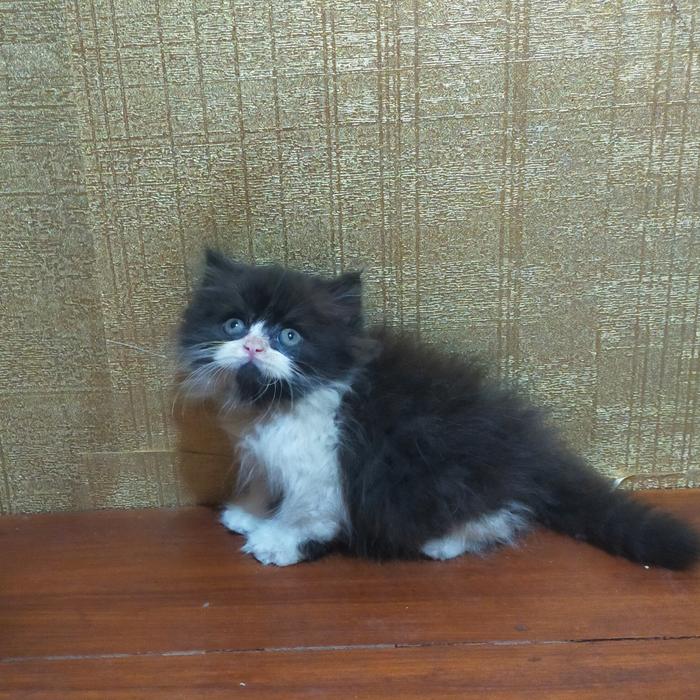 Jual kucing Persia muchkin Batman longhair - Kota Surakarta ...