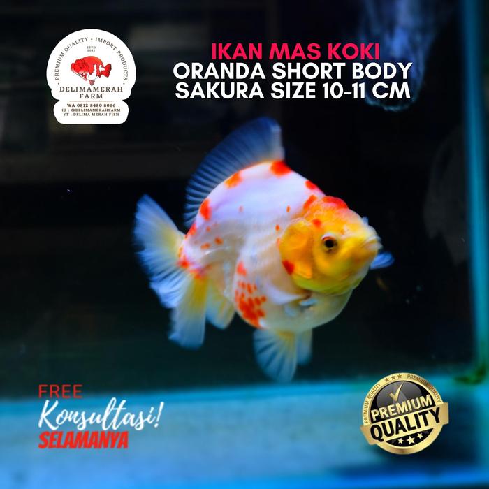 Jual Ikan Koki Sshort Body Size 10-11 Cm Gen Jumbo Kualitas Fancy ...