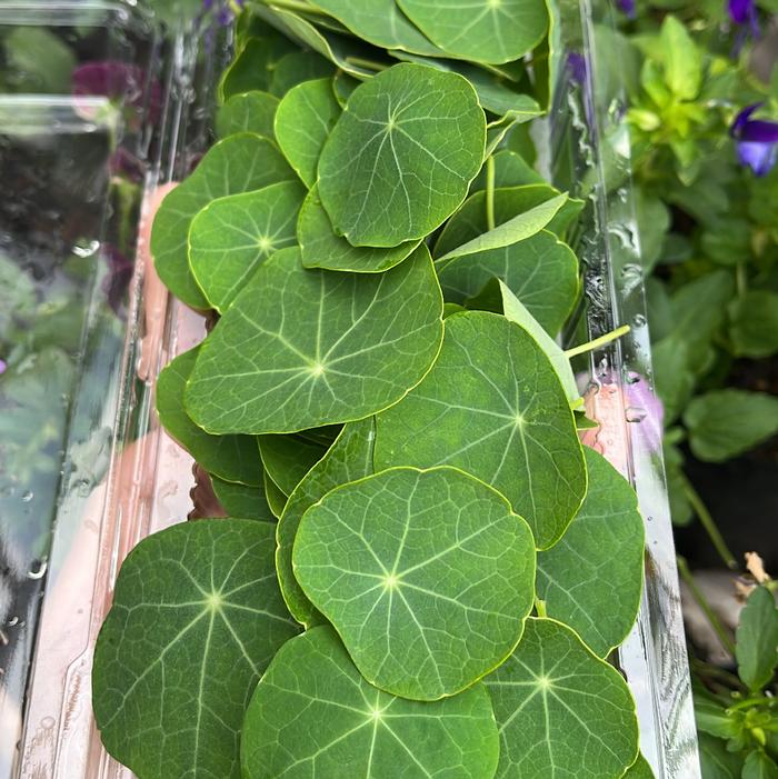 Jual Daun Nasturtium/ Nasturtium Leaves ( edible leaves) - Kota Bandung ...