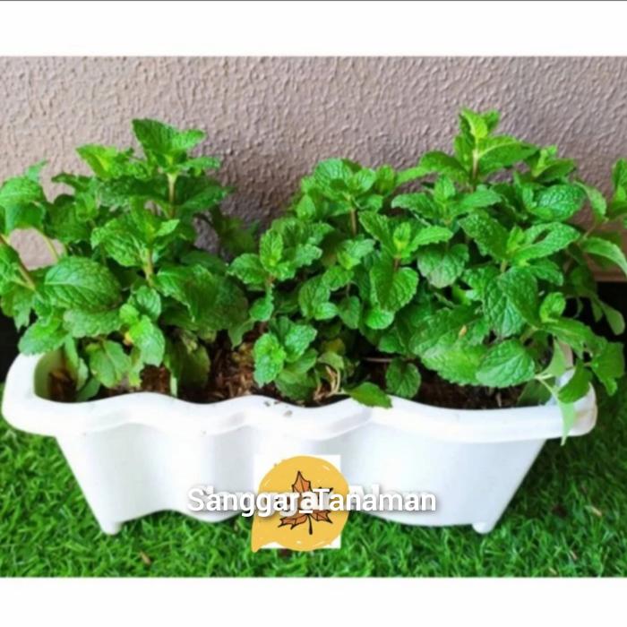 Jual TANAMAN HIAS DAUN MINT + POT PUTIH PANJANG RIMBUN - Jakarta Utara ...