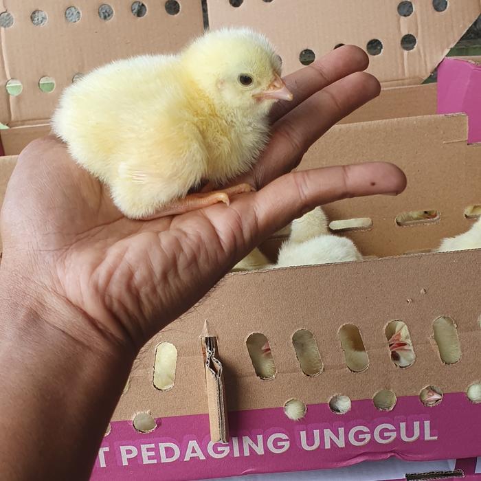 Jual DOC Super Broiler PT Sreeya Grade Vaksin Asli - Kab. Bogor - Lazia ...