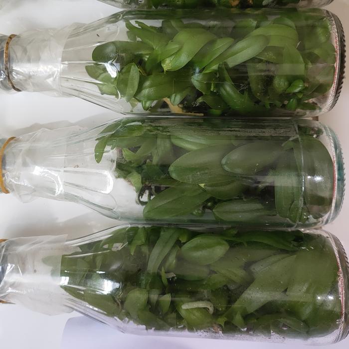 Jual Bibit Botol Anggrek Bulan atau Phalaenopsis hybrid - Kab. Malang ...