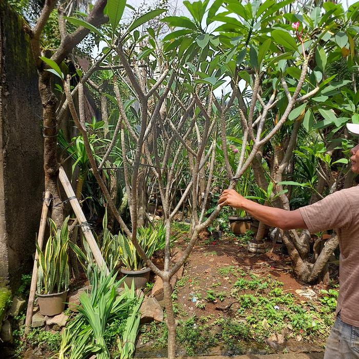 Jual Pohon kamboja bunga merah putih 2MT - Jakarta Barat - dayplant ...