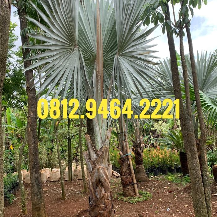 Jual Pohon Palem Bismarkia Daun Silver - Jakarta Utara - Taman Forest ...