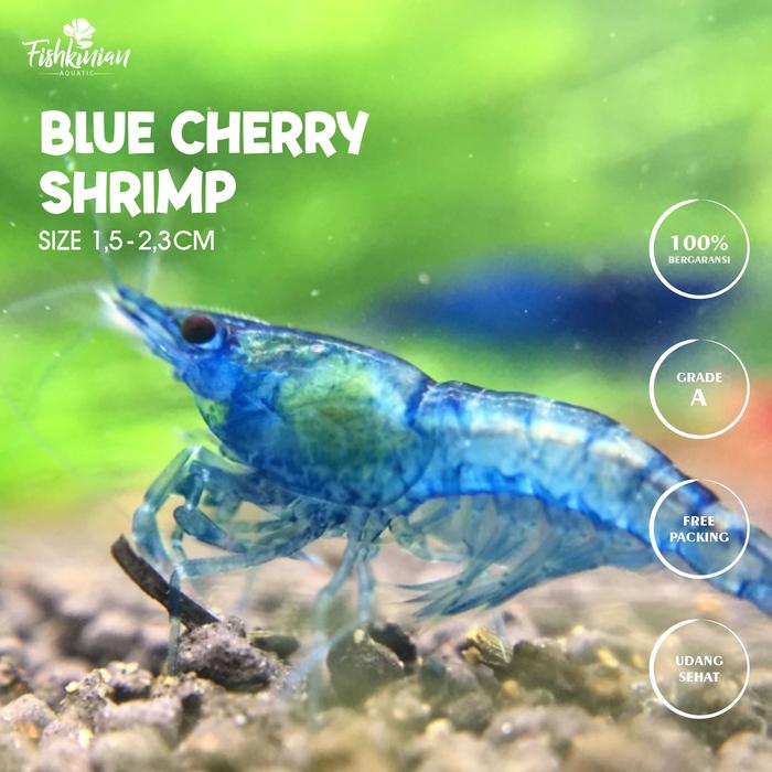Promo Udang Hias Biru Aquascape Aquarium - BLUE CHERRY SHRIMP - Kota ...