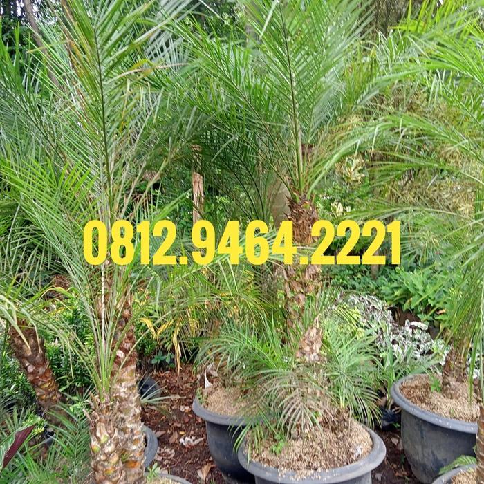 Jual Pohon Palem Phoenix Isi 2 Batang Murah - Jakarta Utara - Taman ...