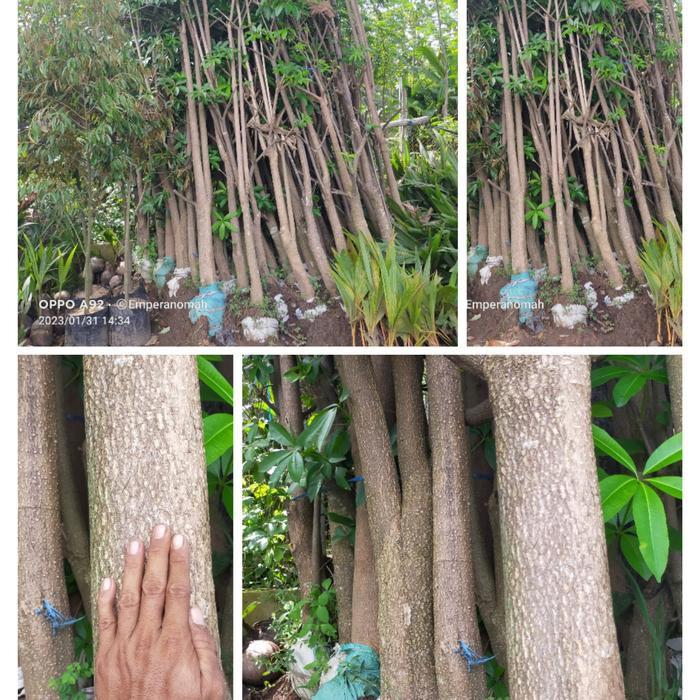 Jual Bibit Pohon Pule Tinggi 3 M Up Untuk Pariwisata dan Peneduh ...