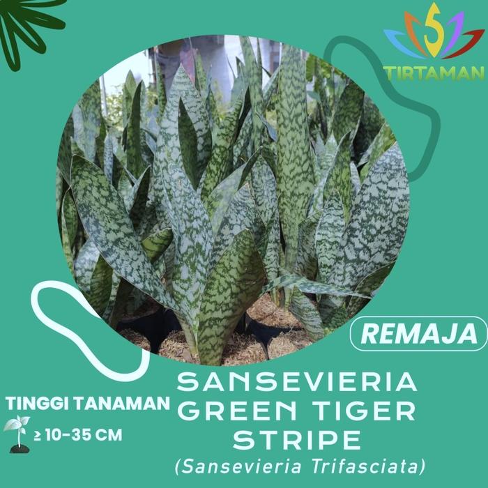 Jual Sansevieria Trifasciata Green Tiger / Sansivera Lidah Mertua ...