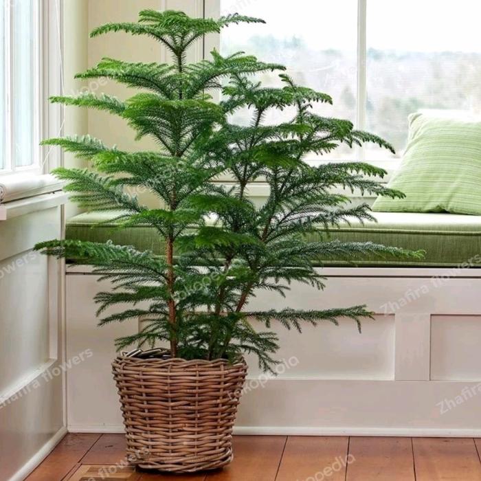 Jual Tanaman Hias Cemara Norfolk 70-100cm - Kota Tangerang Selatan ...