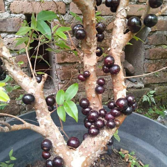 Jual bibit buah anggur brazil jaboticaba preco hasil cangkok - Kota ...