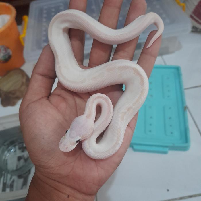 Jual ball python lucy karma lesser phantom - Kota Denpasar - tks pets ...