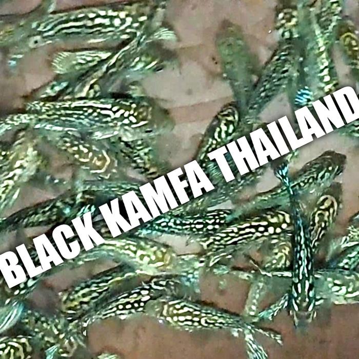 Jual BLACK KAMFA F2 ORIGINAL THAILAND - Jakarta Pusat - daiwa mercure ...