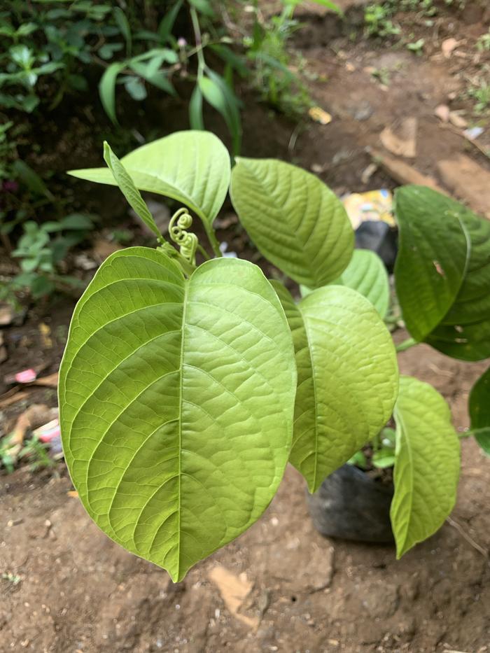 Jual Bibit tanaman sudah jadi buah markisa jumbo/buah erbis - Kota ...