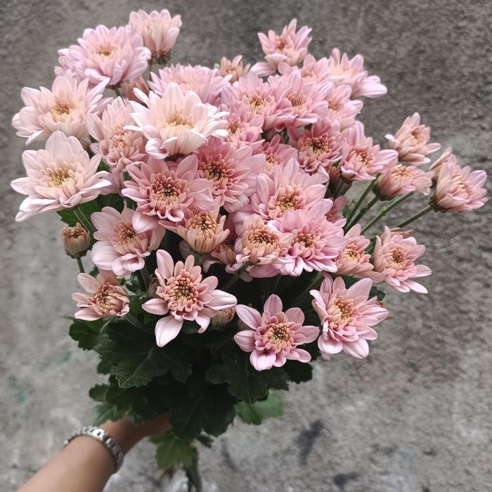 Jual Bunga Aster Tacana pink / bunga aster pink segar - Jakarta Barat ...