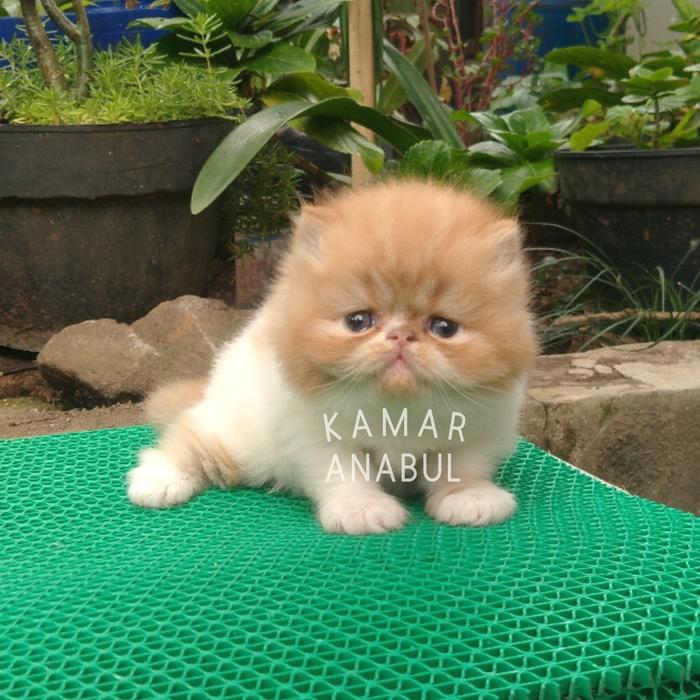 Harga Anak Kucing Anggora