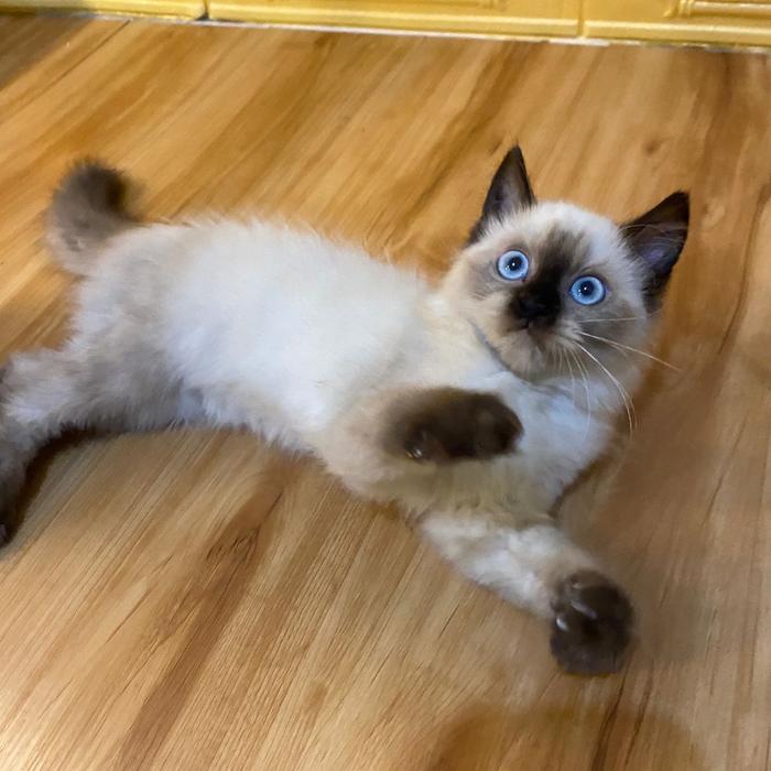 Blue Point Himalayan
