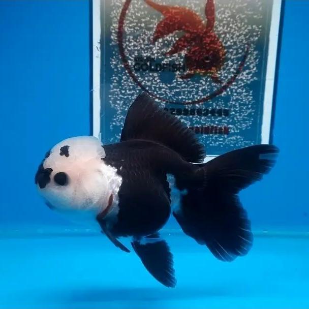 Jual ikan koki panda grade A lulus sortiran ikan mas koki Oranda jambul ...