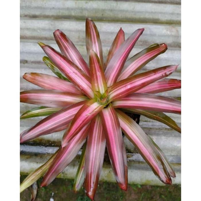 Jual ' PAKET 3 JENIS TANAMAN BROMELIA-TANAMAN HIAS BROMELIA ' - Jakarta ...