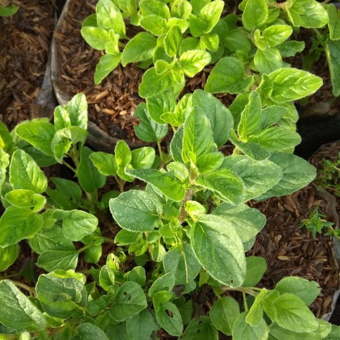 Jual Tanaman oregano/bumbu masakan/rempah - Jakarta Timur - Rumah ...