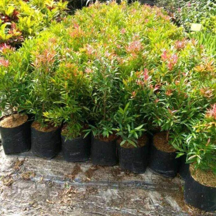Jual Bibit bunga pucuk merah ukuran 80-1 meteran - Kab. Kediri - Duta ...