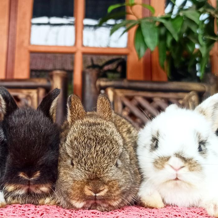 Jual kelinci mini dwarf - Kab. Sidoarjo - kelincikelinciku | Tokopedia