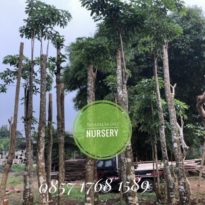 Jual Pohon Pule Tunggal Putih | Uk 4 M| Harga + Tanem - Kab. Bogor ...