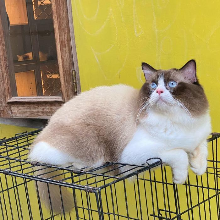 Jual kucing ragdoll jantan simetris blue eyes - Kota Tangerang - kaya ...