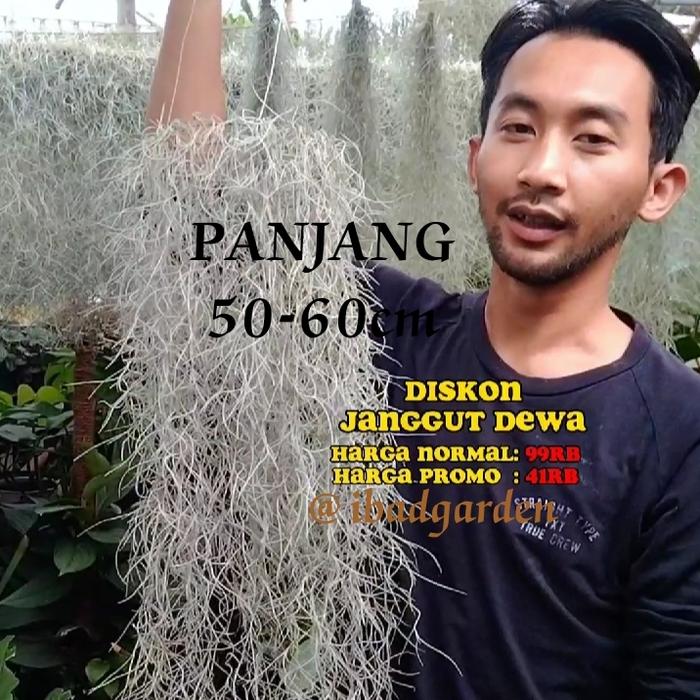 Jual Tanaman hias jenggot dewa - jenggot Musa panjang 50-60cm rimbun ...