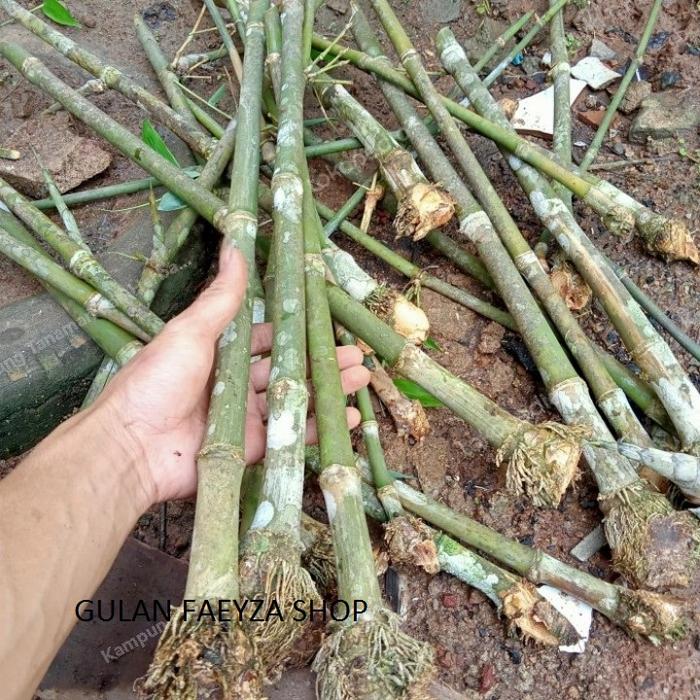 Jual Bibit Bambu Petung Besar media stek - Jakarta Pusat - Ghulan ...