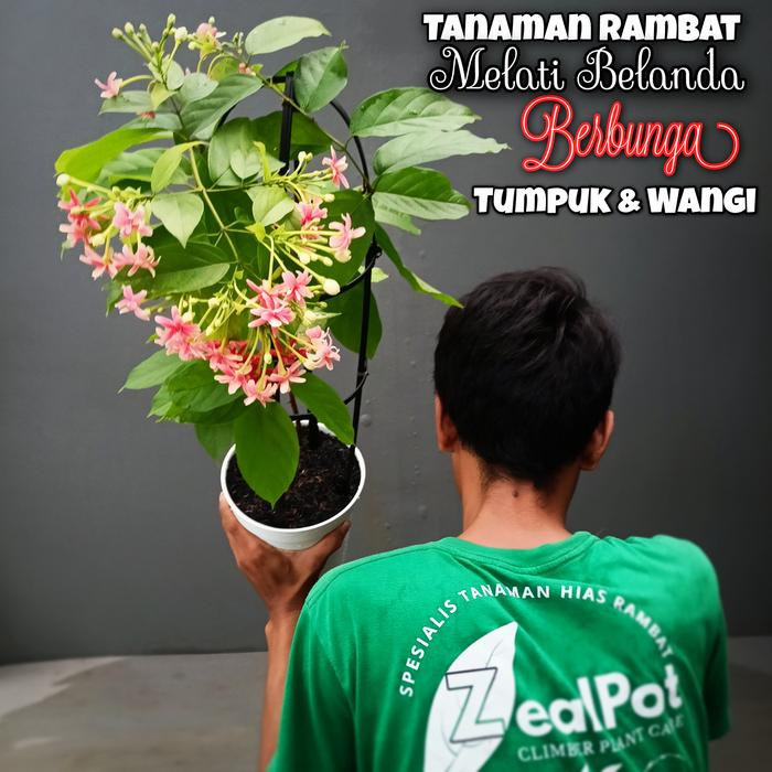 Jual Tanaman Rambat Melati Belanda plus pot and bracket - Jakarta Barat ...