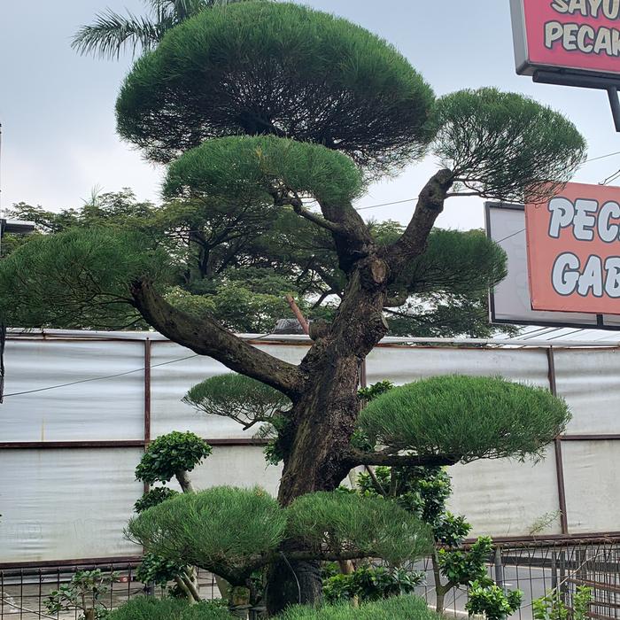 Jual Pembayaran DP Pohon Bonsai Cemara Udang 1 + Pohon Red Maple ...
