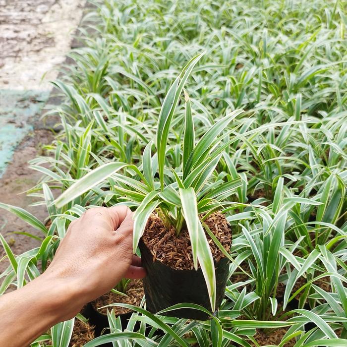 Jual tanaman hias lili paris - umbi - spaider plant - liliparis - Kab ...