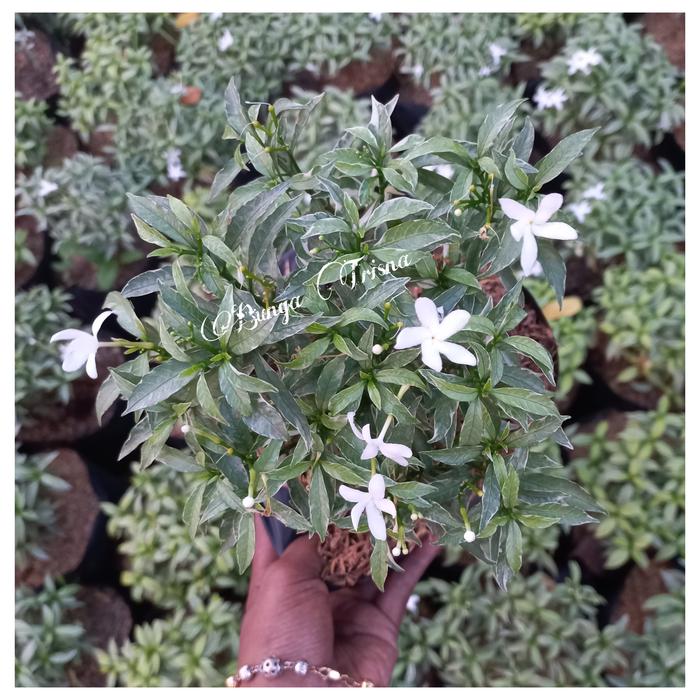 Jual Tanaman hias sabrina putih / bunga sabrina varigata / rombusa ...