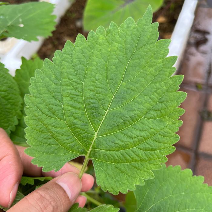 Jual Pohon Matcho Daun Mat Cho Maco Macau Obat Suci Dewa Tolak Bala ...