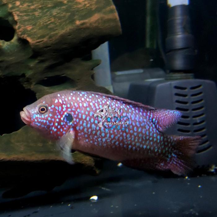Jual IKAN HIAS RED JEWEL AFRICAN CICHLID TANKMATE - Jakarta Barat ...