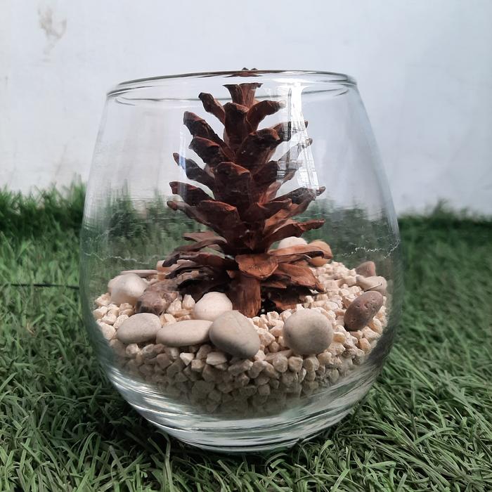 Jual terarium bunga pinus besar - Kota Bekasi - rumah-kaktus | Tokopedia