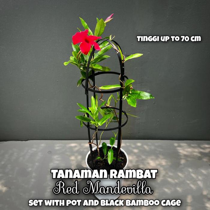 Jual Tanaman Hias Rambat Bunga Red Mandevilla Paket Ekonomis Plus Pot ...