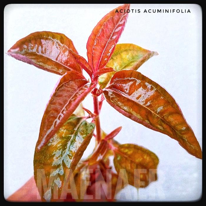 Jual Aciotis acuminifolia tanaman aquascape rare full air - Kab. Bogor ...