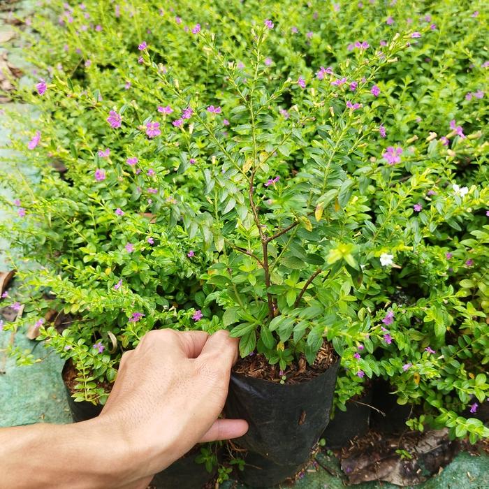 Jual tanaman hias taiwan bunga ungu - Taiwan ungu - pohon taiwan - Kab ...