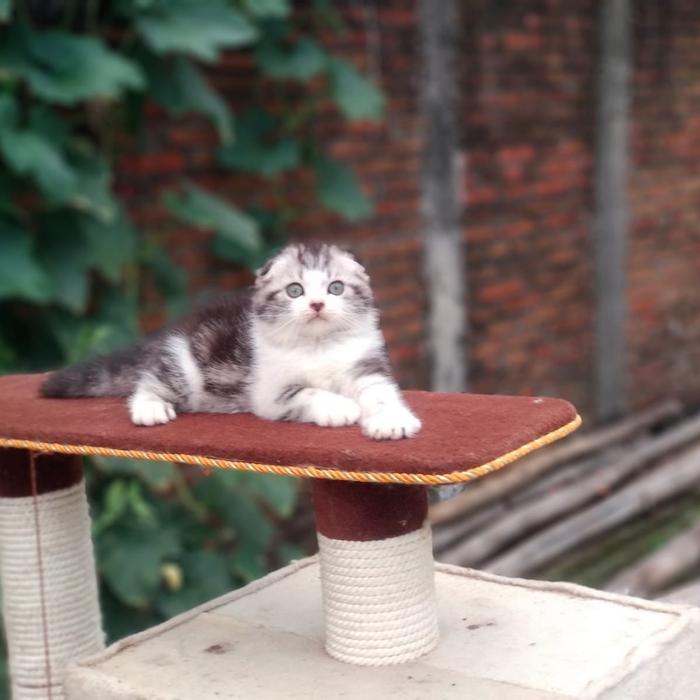 Jual kucing scottish fold betina 3 bulan keren - Kota Bandung - noe cat ...