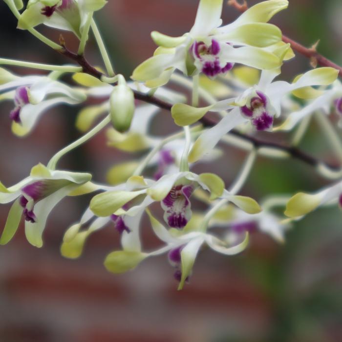 Jual Dendrobium canaliculatum jungle - Kab. Pasuruan - LnE-Plantae ...