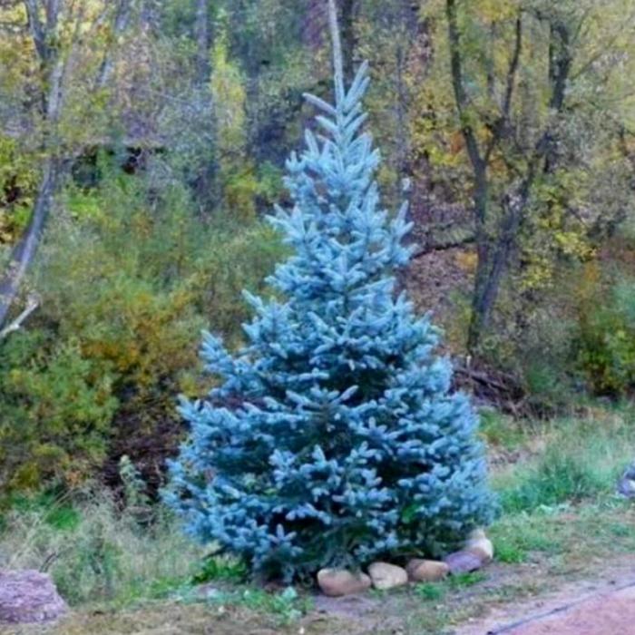 Jual tanaman cemara blue / juniperus blue star - Kab. Bogor ...