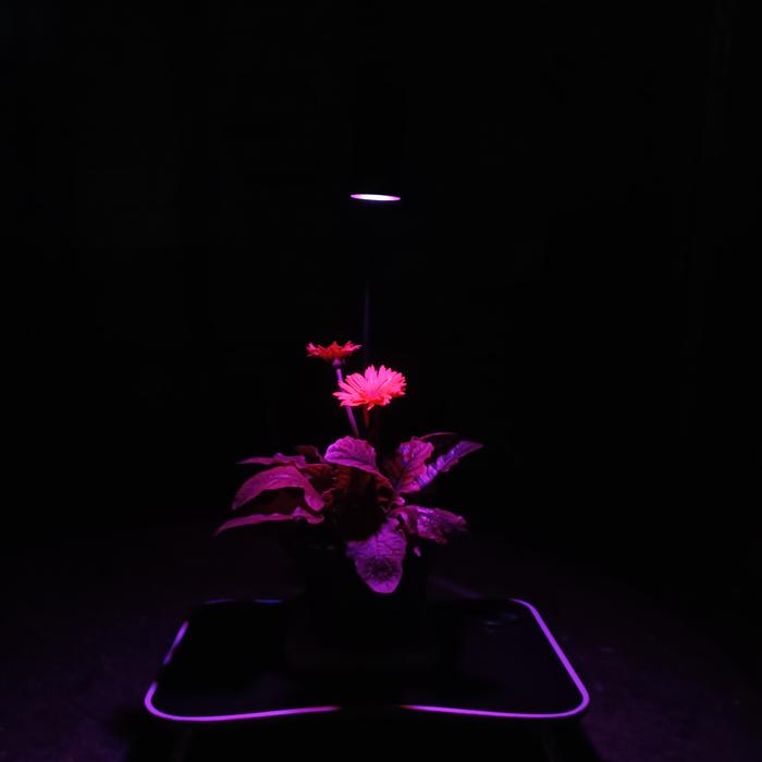 Jual Lampu Tanaman - Biolight Terra Grow Light Lampu Tanaman Terrarium ...