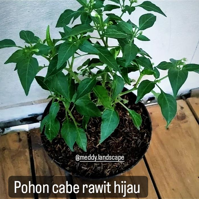 Pohon Cabe