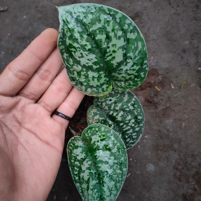 Jual Scindapsus Sp 01 - Kab. Lumajang - Artulang nursery | Tokopedia